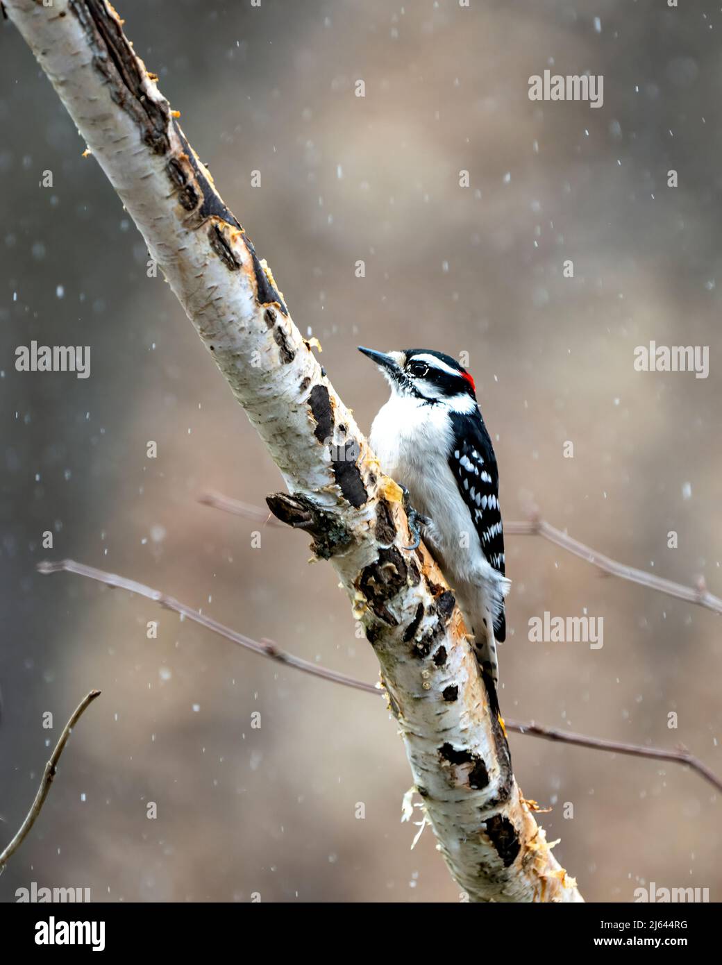 Woodpecker male close-up profile view perched on a birch tree branch ...