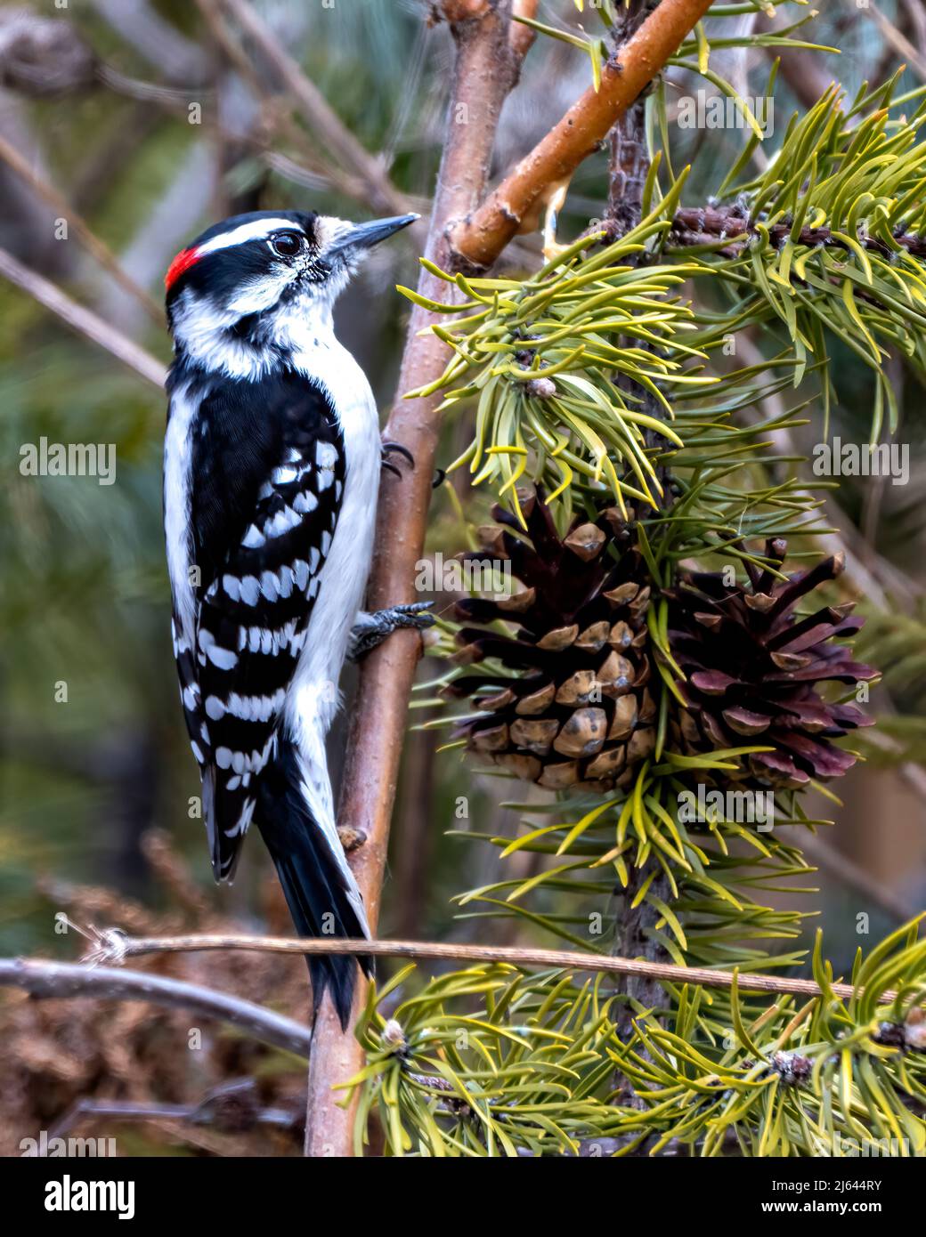 Woodpecker close-up profile view climbing on a pine tree with pine ...
