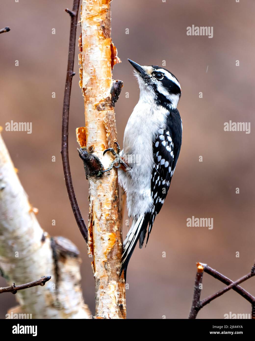 Woodpecker male close-up profile view perched on a tree branch with ...