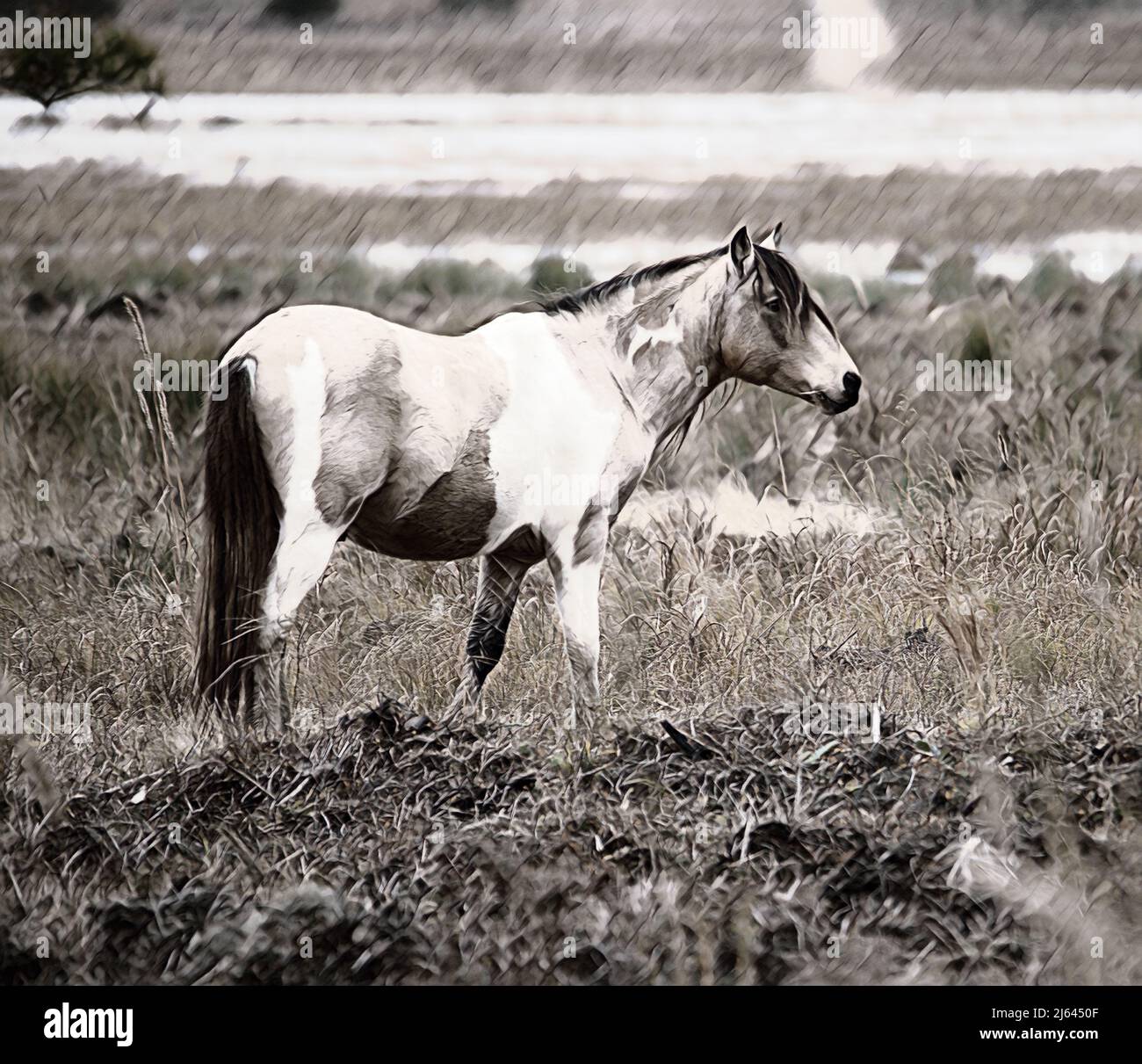 Black and white artwork of a pinto horse. With marshland in the ...