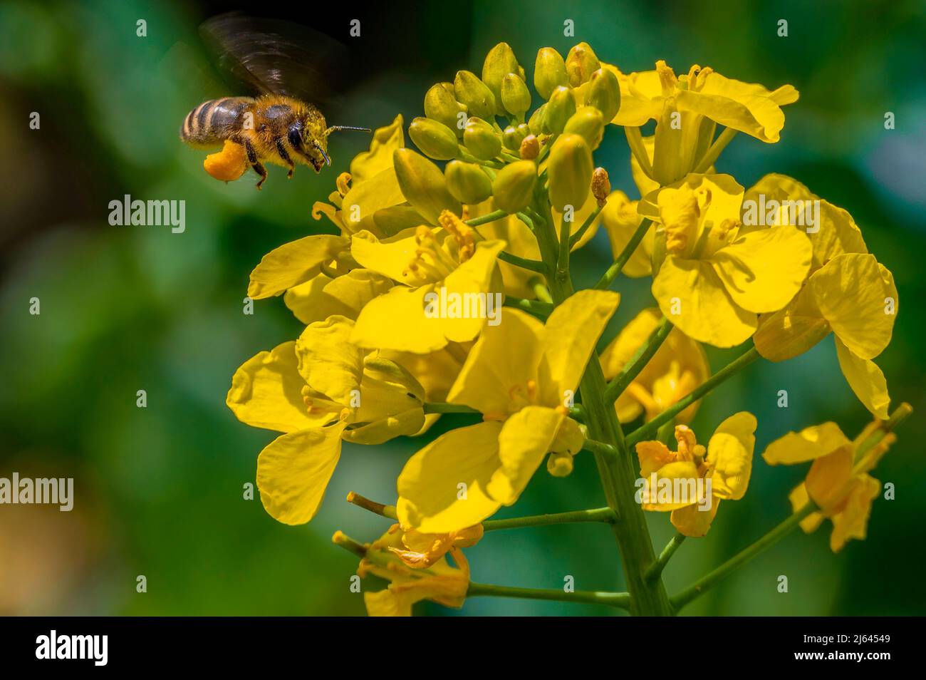 Honey bee (Apis mellifera) with pollen on its legs flies towards the ...