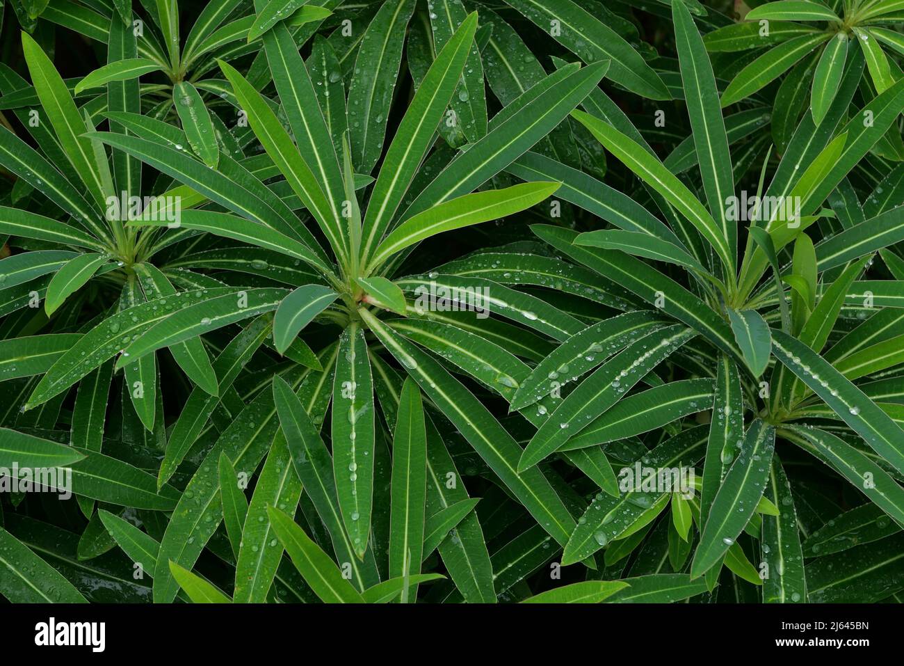Full frame herbal image of green begonia foliages with raindrops Stock ...