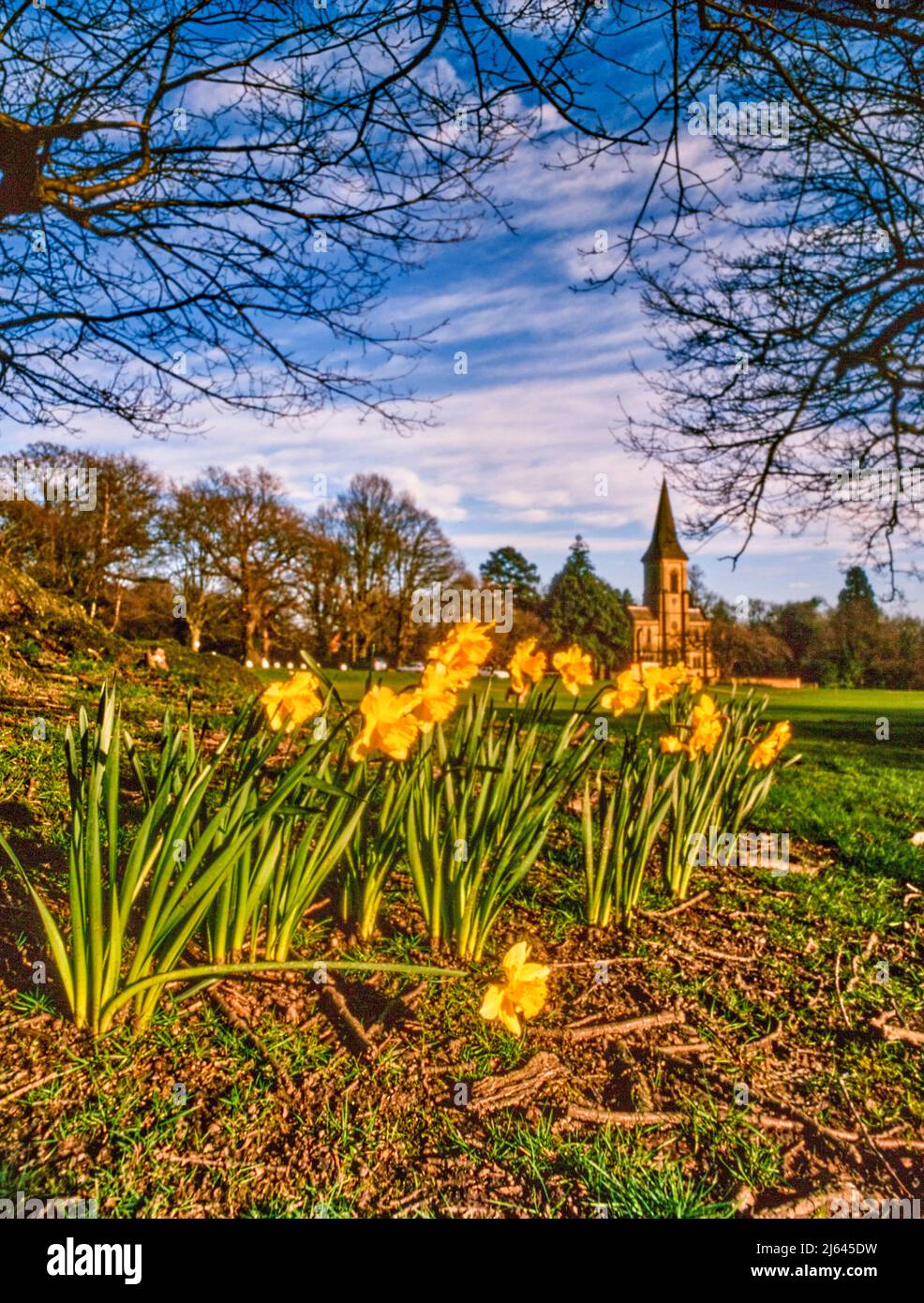 Spring flowering Daffodils growing wild in the landscape with dramatic ...