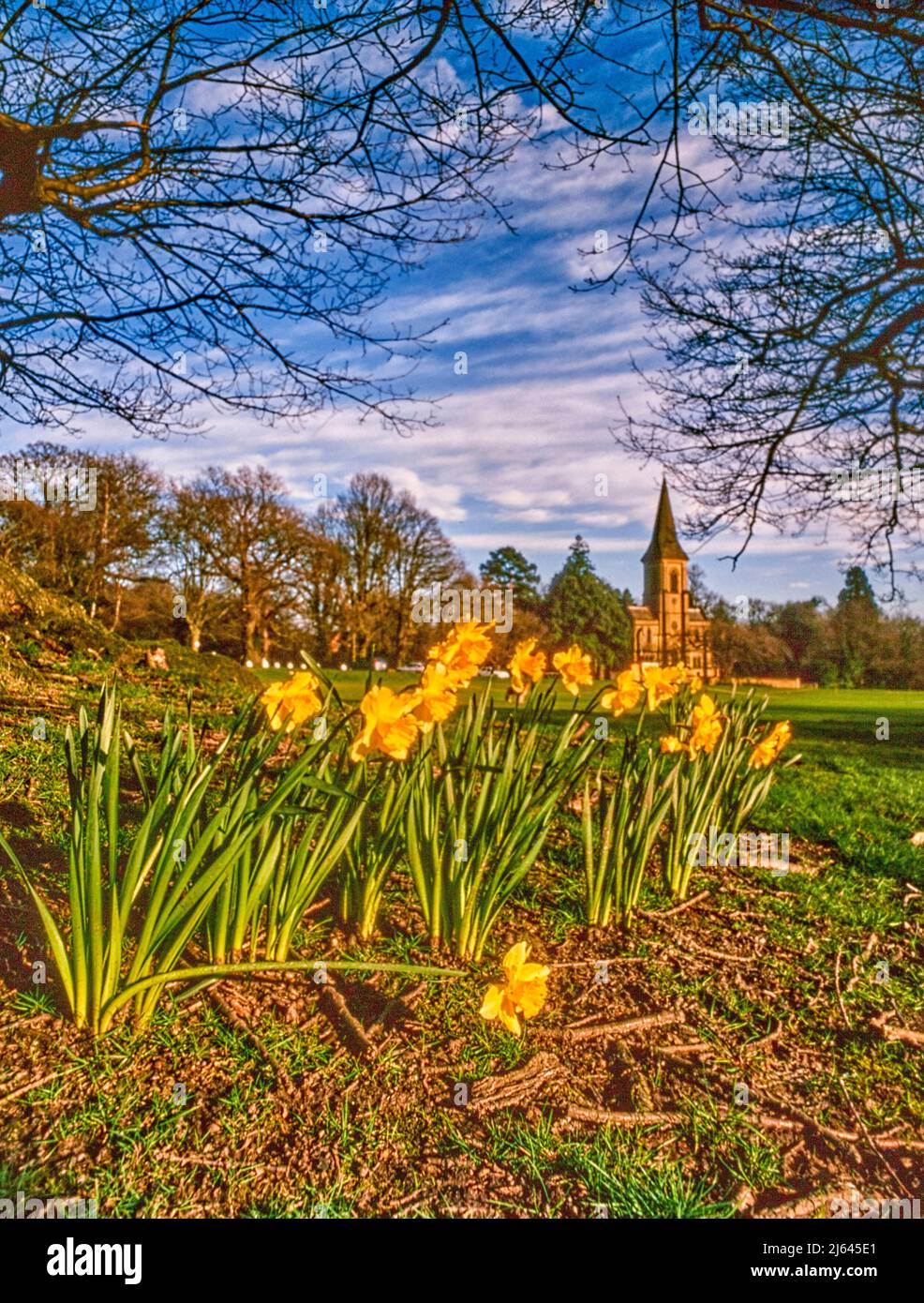 Spring flowering Daffodils growing wild in the landscape with dramatic ...