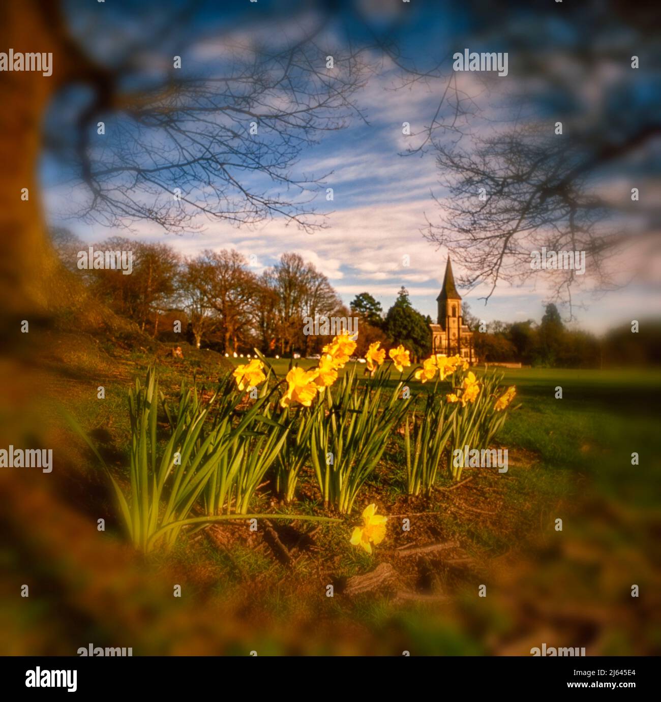 Spring flowering Daffodils growing wild in the landscape with dramatic ...