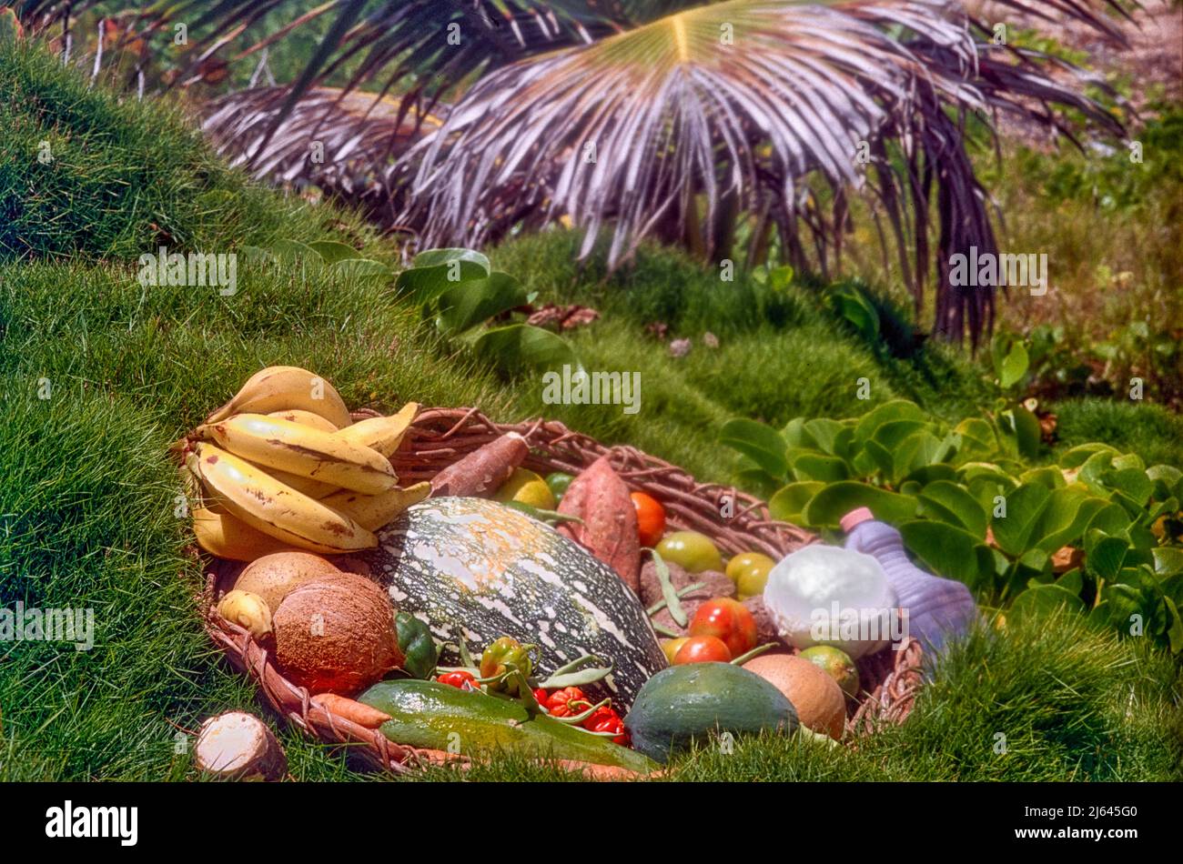 Basket of Caribbean foodstuffs taken in natural sunlight with small ...