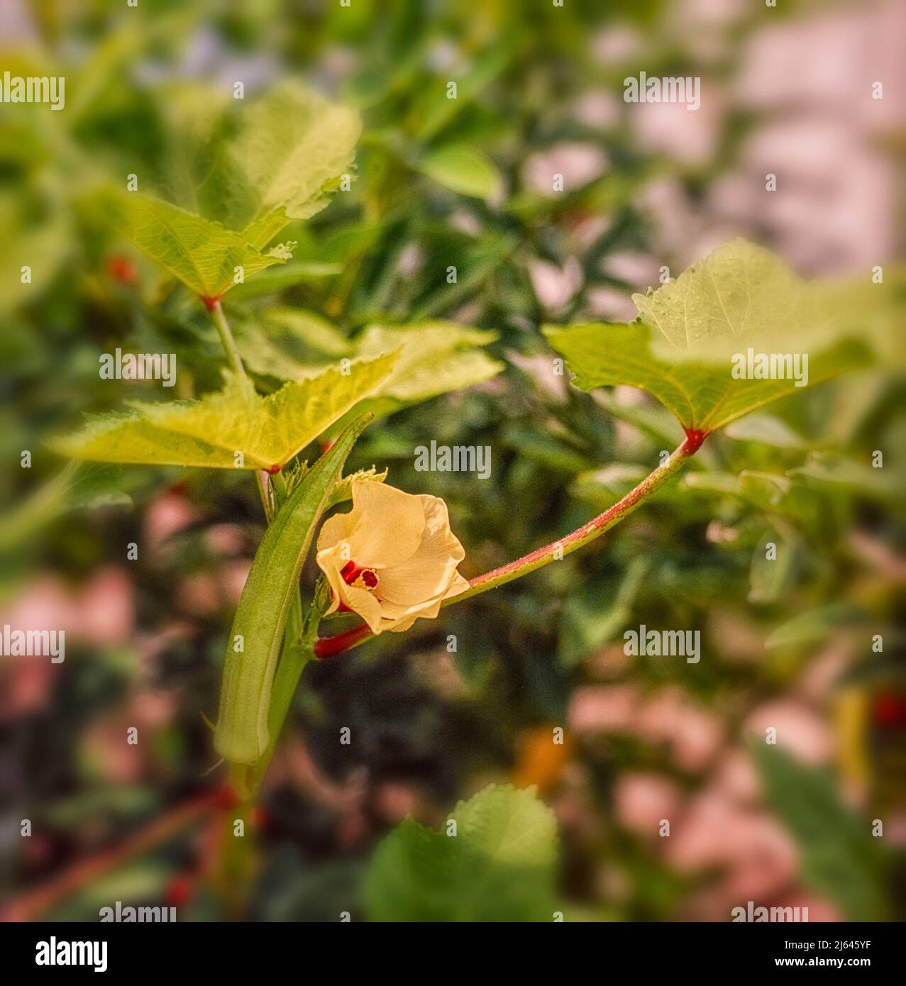Okra, okro, ladies' fingers plant with fruit and flower,in bright ...