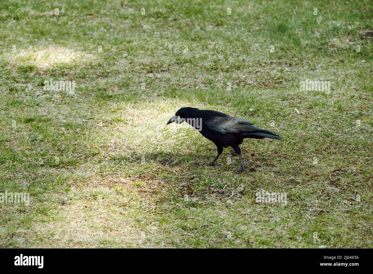 The common raven, also known as the northern raven, all-black passerine ...