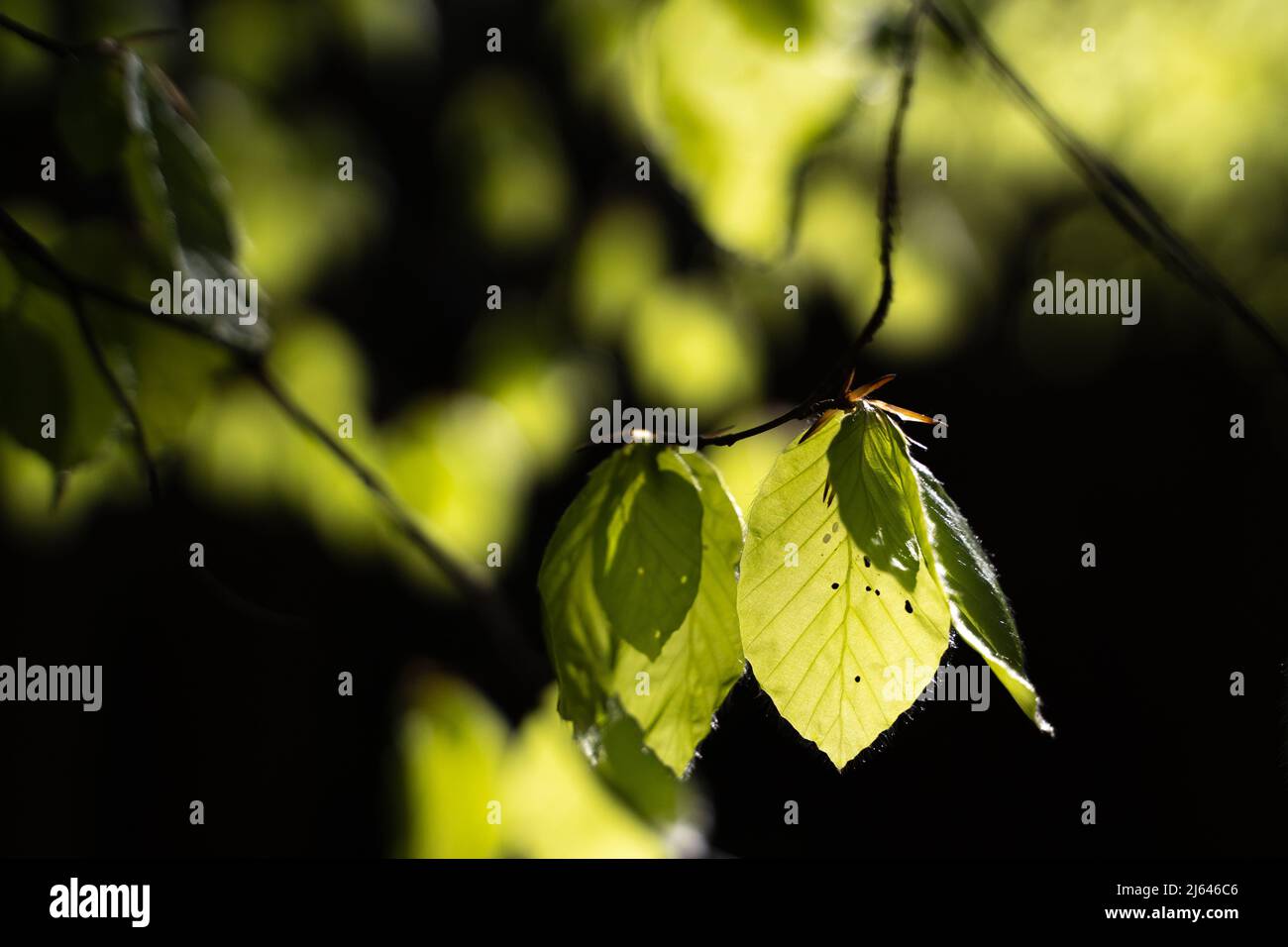 Litten tree hi-res stock photography and images - Alamy