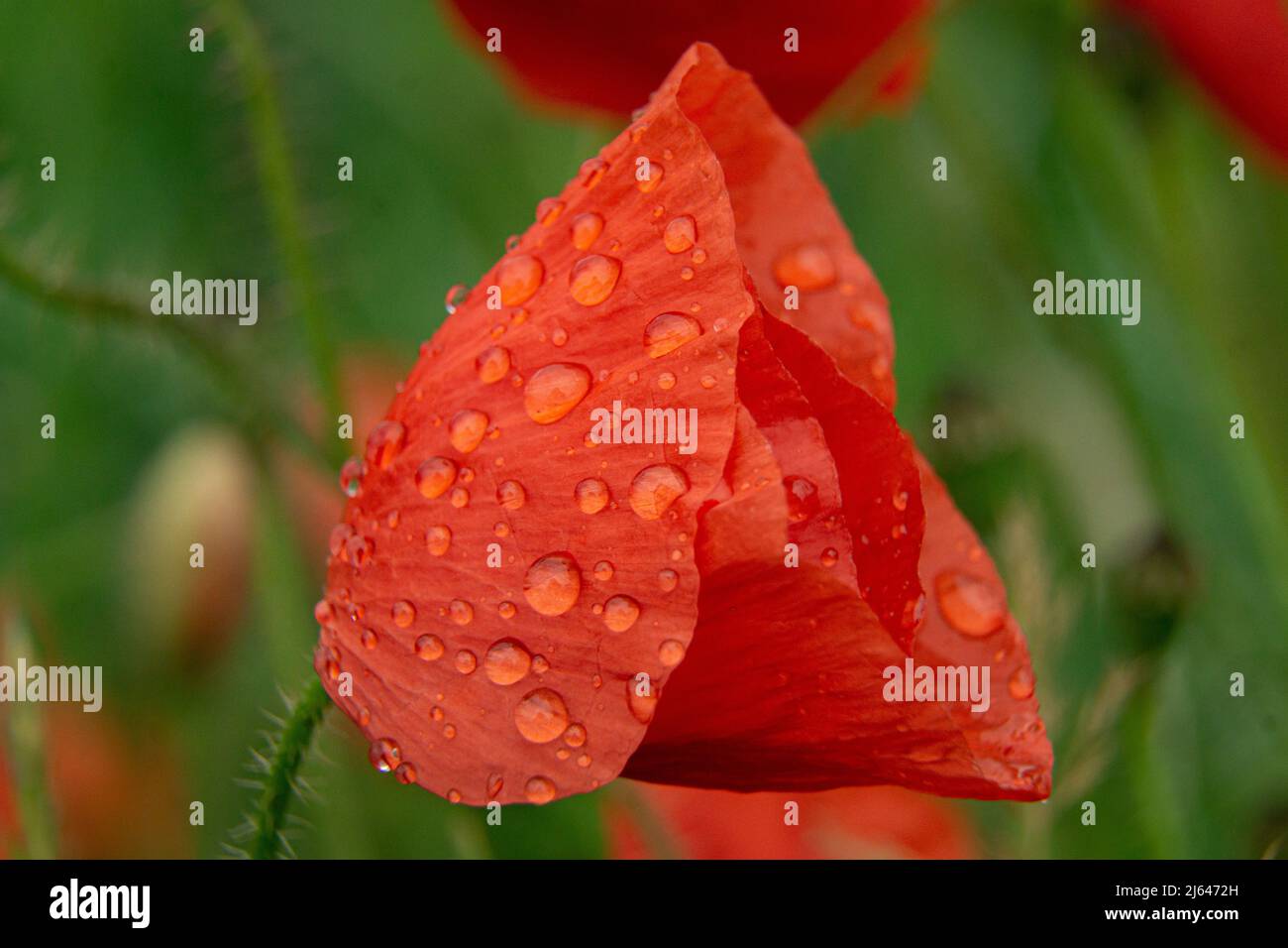 Rose after the storm Stock Photo - Alamy