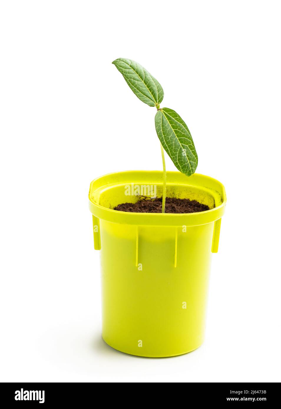 Green sprout seedling hi-res stock photography and images - Alamy