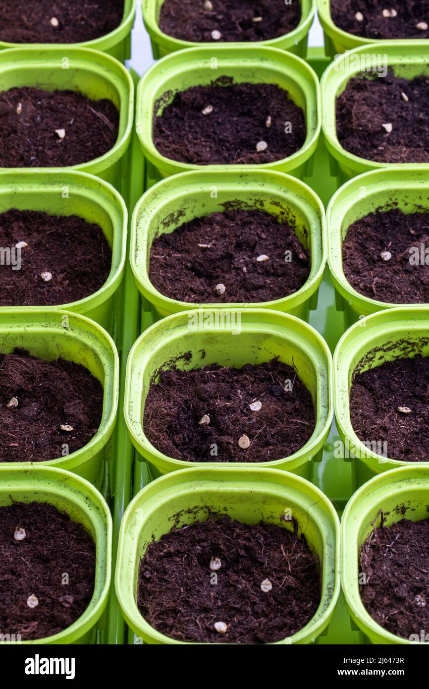 Planting seeds in soil in plastic pots isolated on white Stock Photo ...