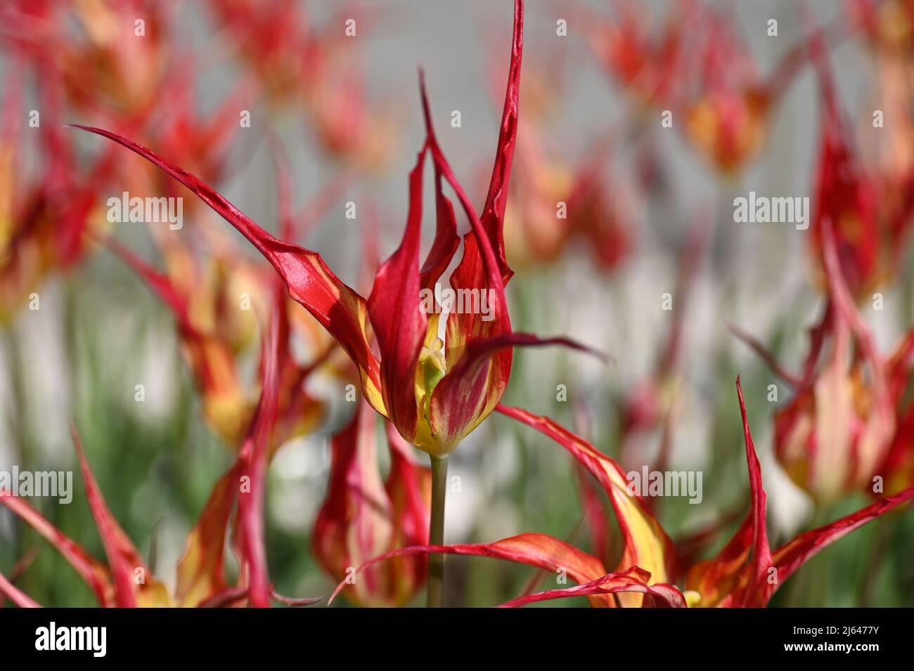 Tulipa acuminata (Istanbul tulip) with red and yellow pointed petals ...