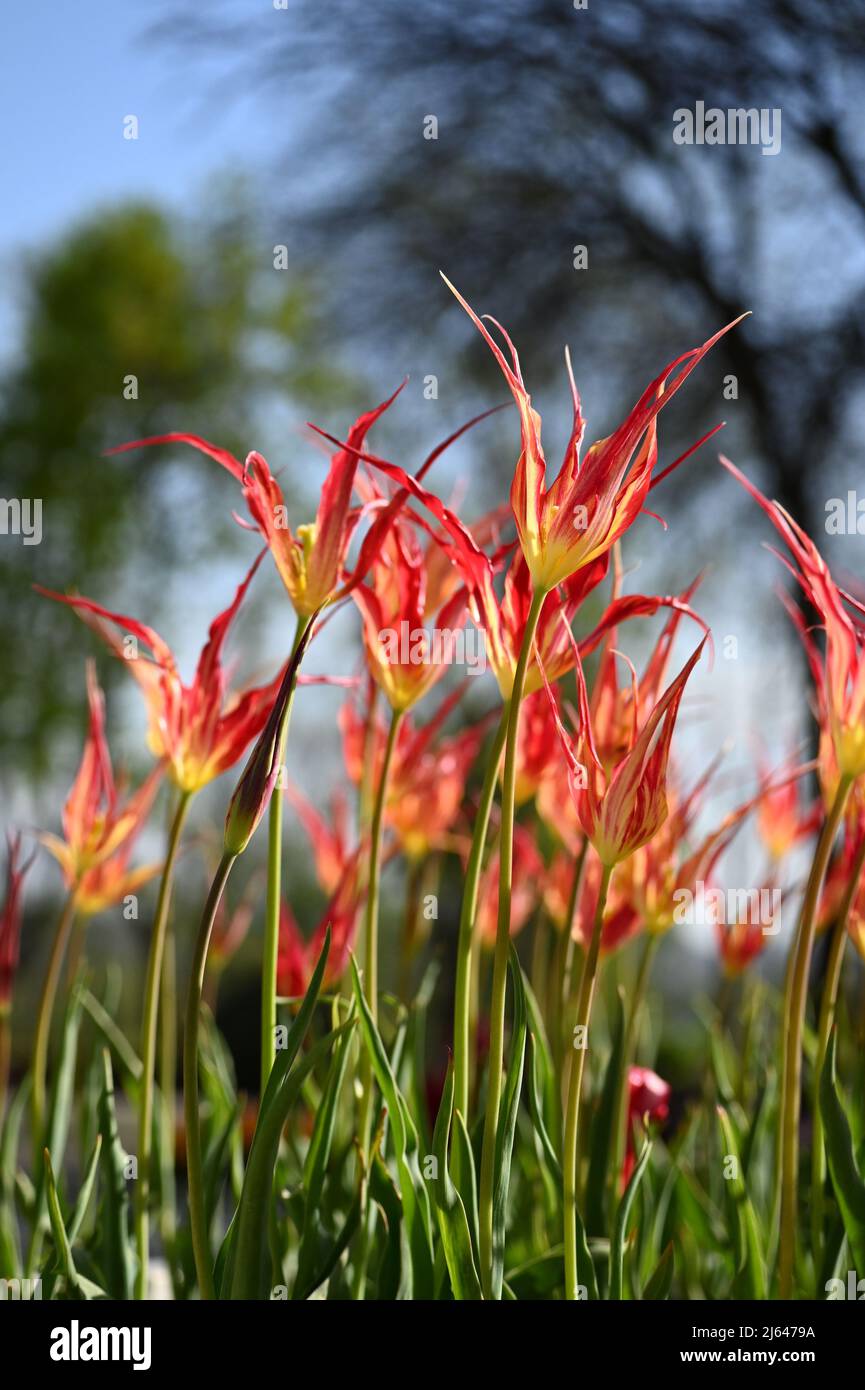Tulipa acuminata (Istanbul tulip) with red and yellow pointed petals ...