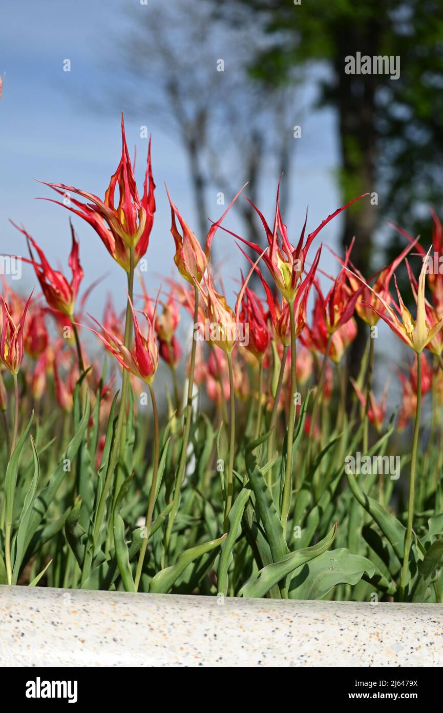 Tulipa acuminata tulip hi-res stock photography and images - Alamy
