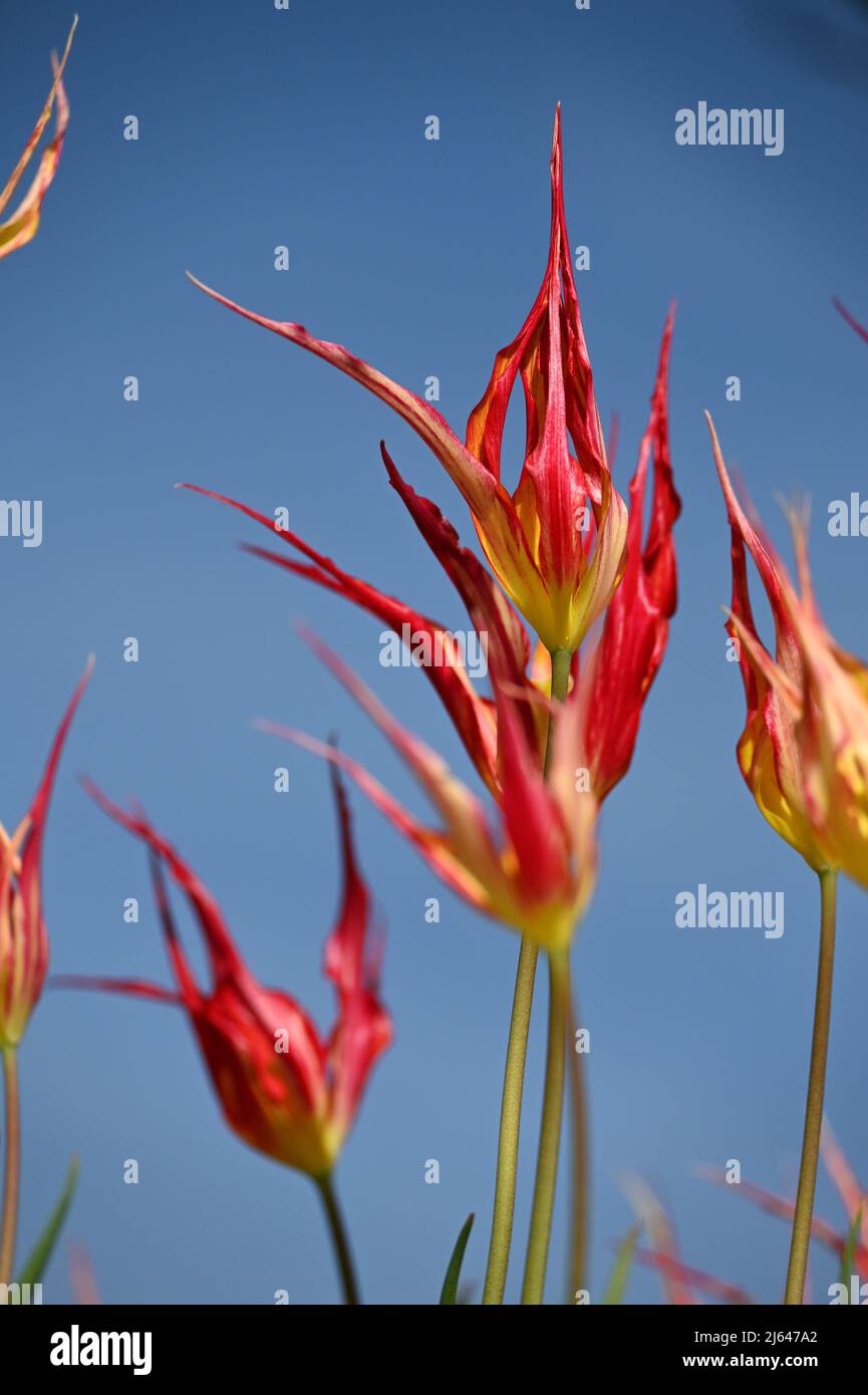 Tulipa acuminata tulip hi-res stock photography and images - Alamy