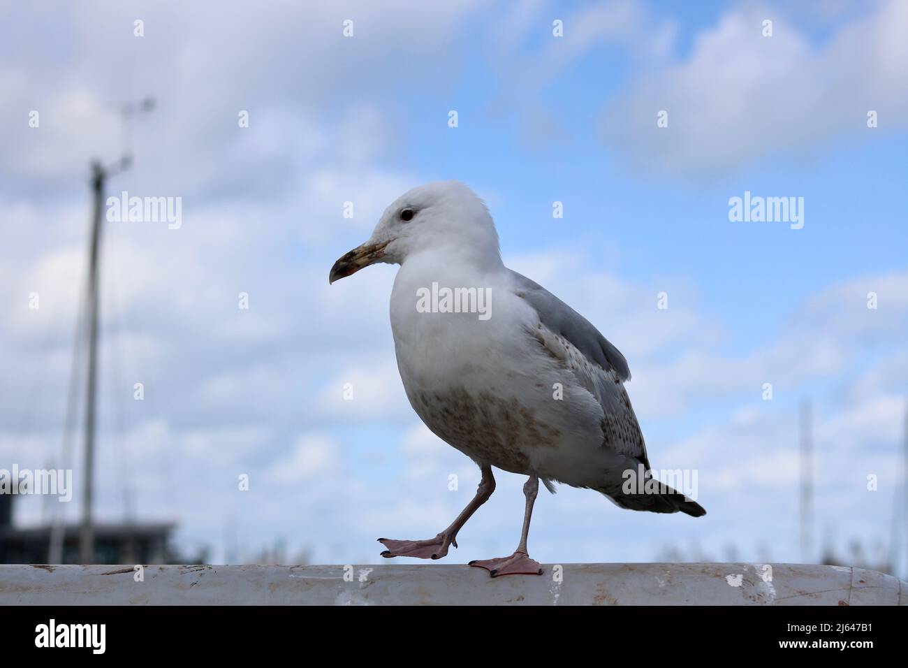 Seagull standing on harbourside wall with mast in distance against blue ...
