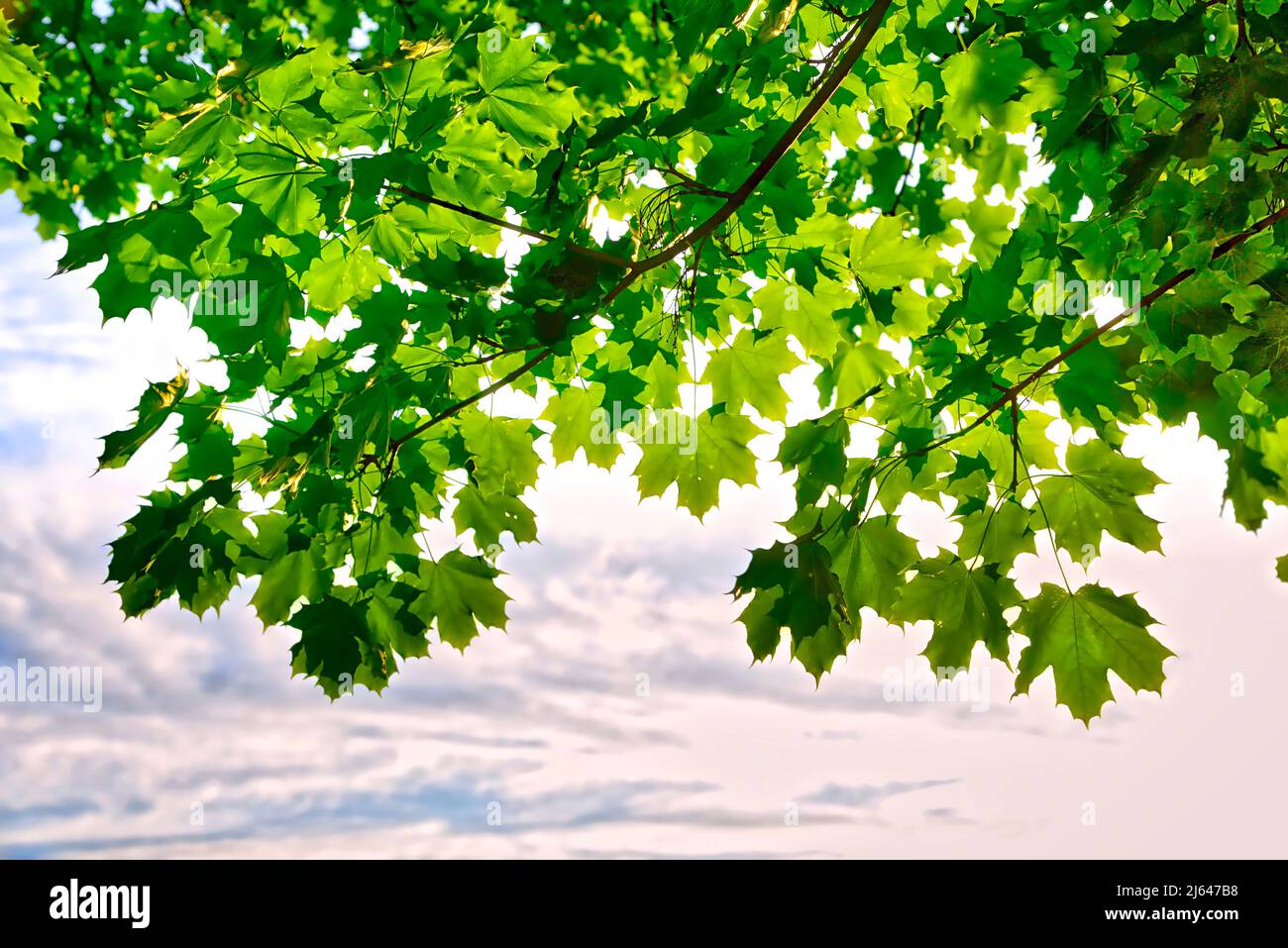 Low angle view maple trees hi-res stock photography and images - Alamy