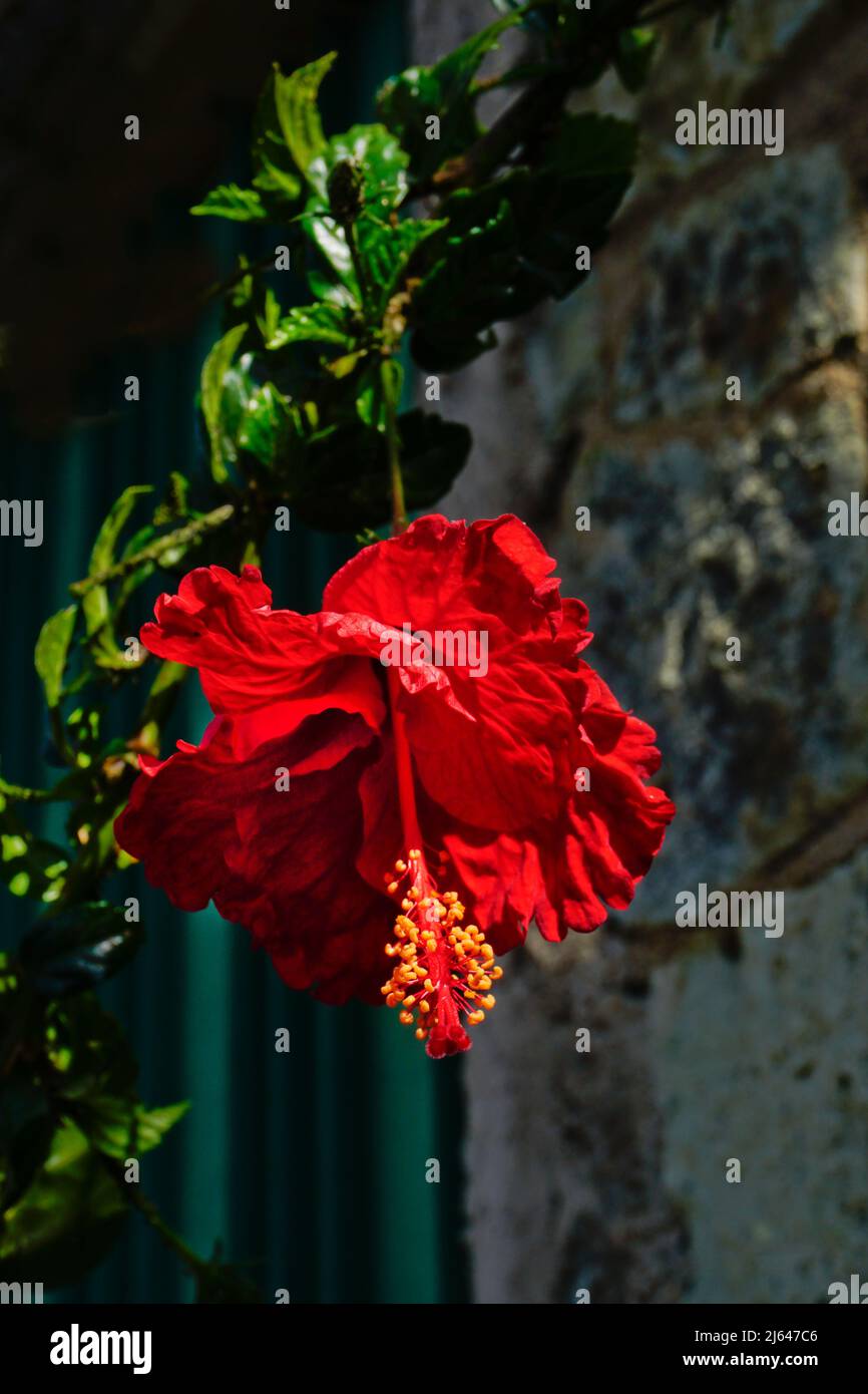 Rosa de mexico hi-res stock photography and images - Alamy
