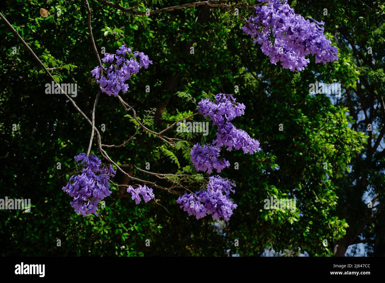 Jacaranda tree (Jacaranda mimosifolia) in bloom, Oaxaca de Juárez City ...