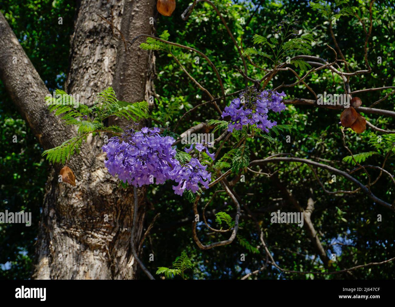 Jacaranda tree (Jacaranda mimosifolia) in bloom, Oaxaca de Juárez City ...