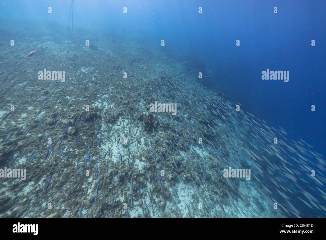 Seascape with School of Fish, Boga fish in the coral reef of the ...