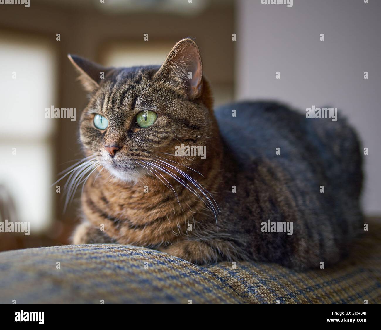 Adult tabby cat relaxing on a chair Stock Photo - Alamy