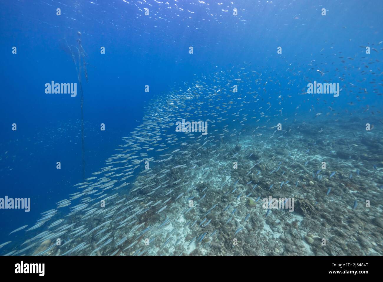 Seascape with School of Fish, Boga fish in the coral reef of the ...