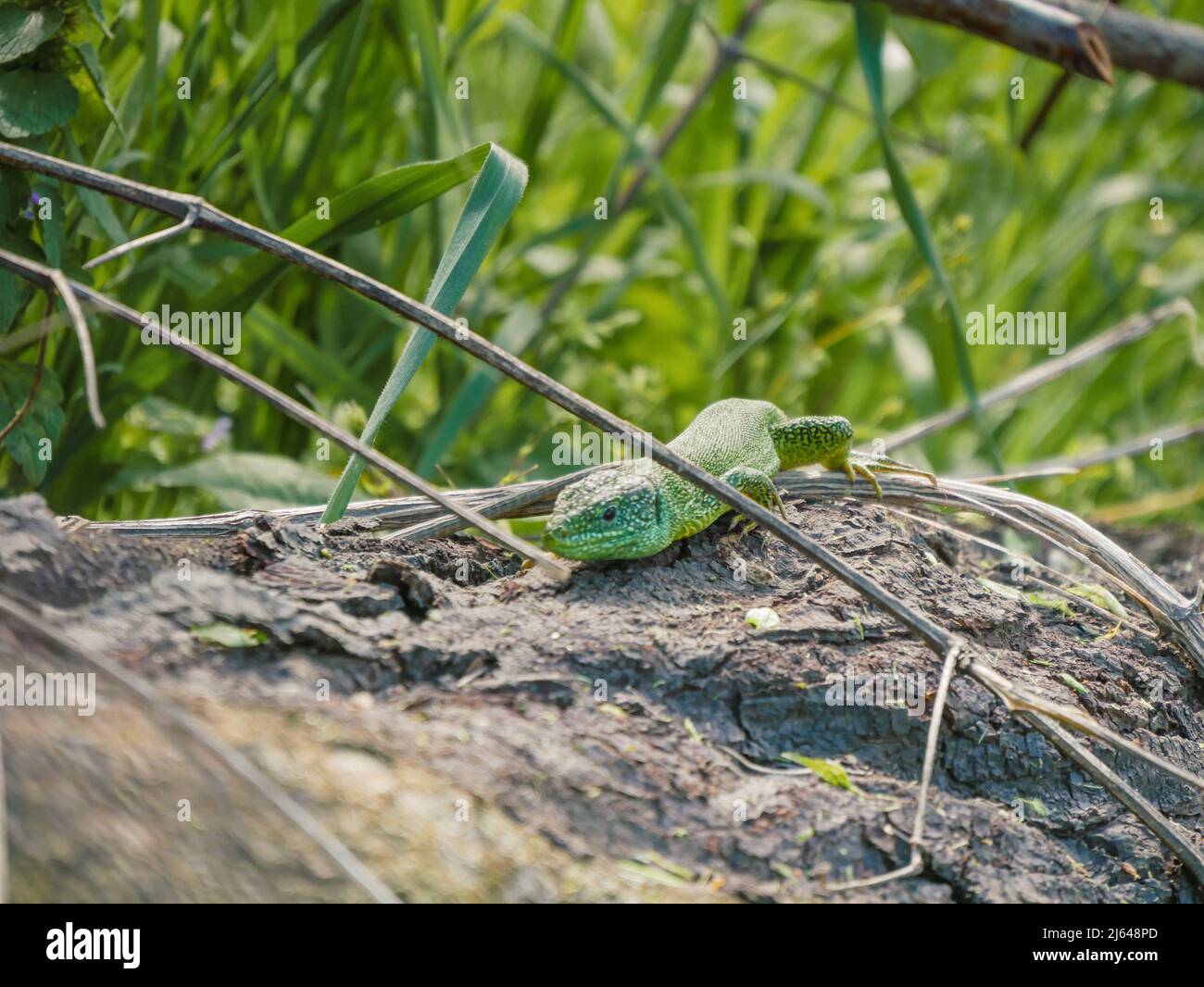 Wlld animal hi-res stock photography and images - Alamy