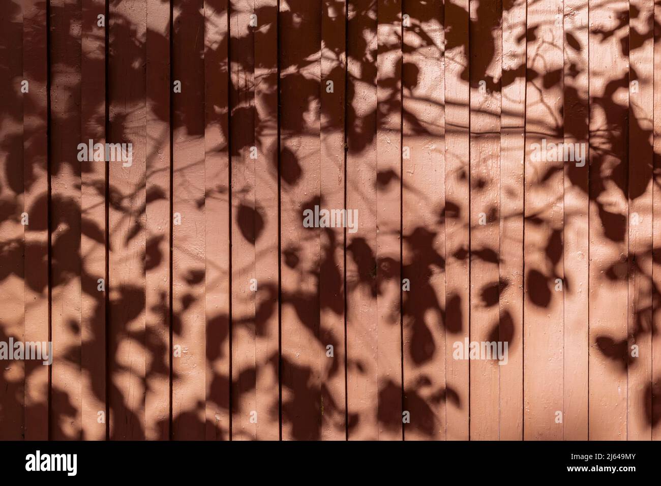 Tree branches shadows on sunlit wooden wall Stock Photo - Alamy