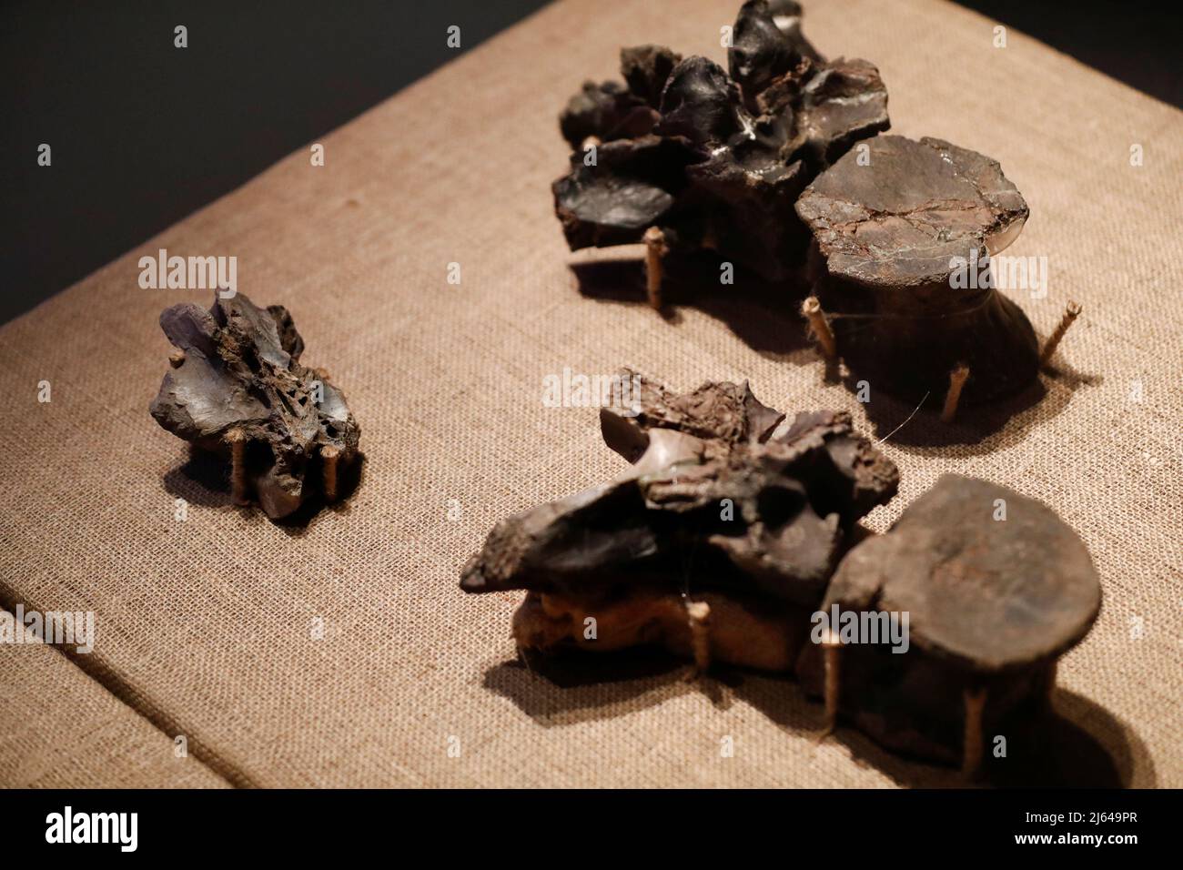 Maip dinosaur hi-res stock photography and images - Alamy