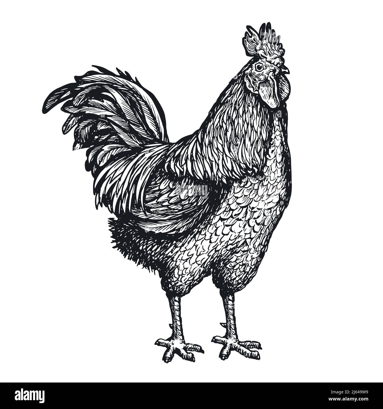 Rooster Drawing Outline