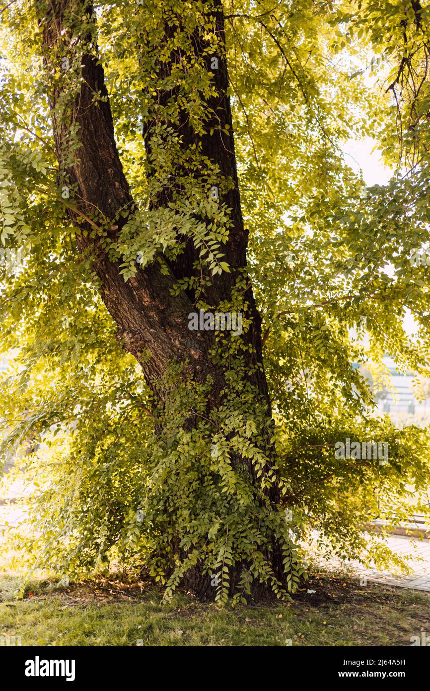 The trunk of a large tree overgrown with young branches with foliage ...