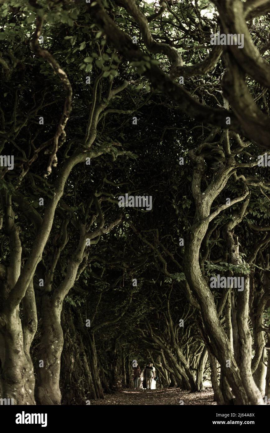 Gigantic growth hi-res stock photography and images - Alamy