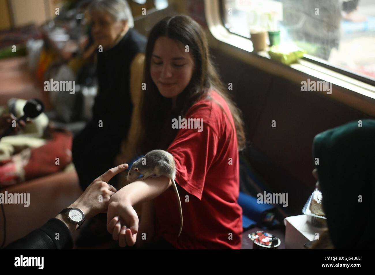 Metro rat hi-res stock photography and images - Alamy