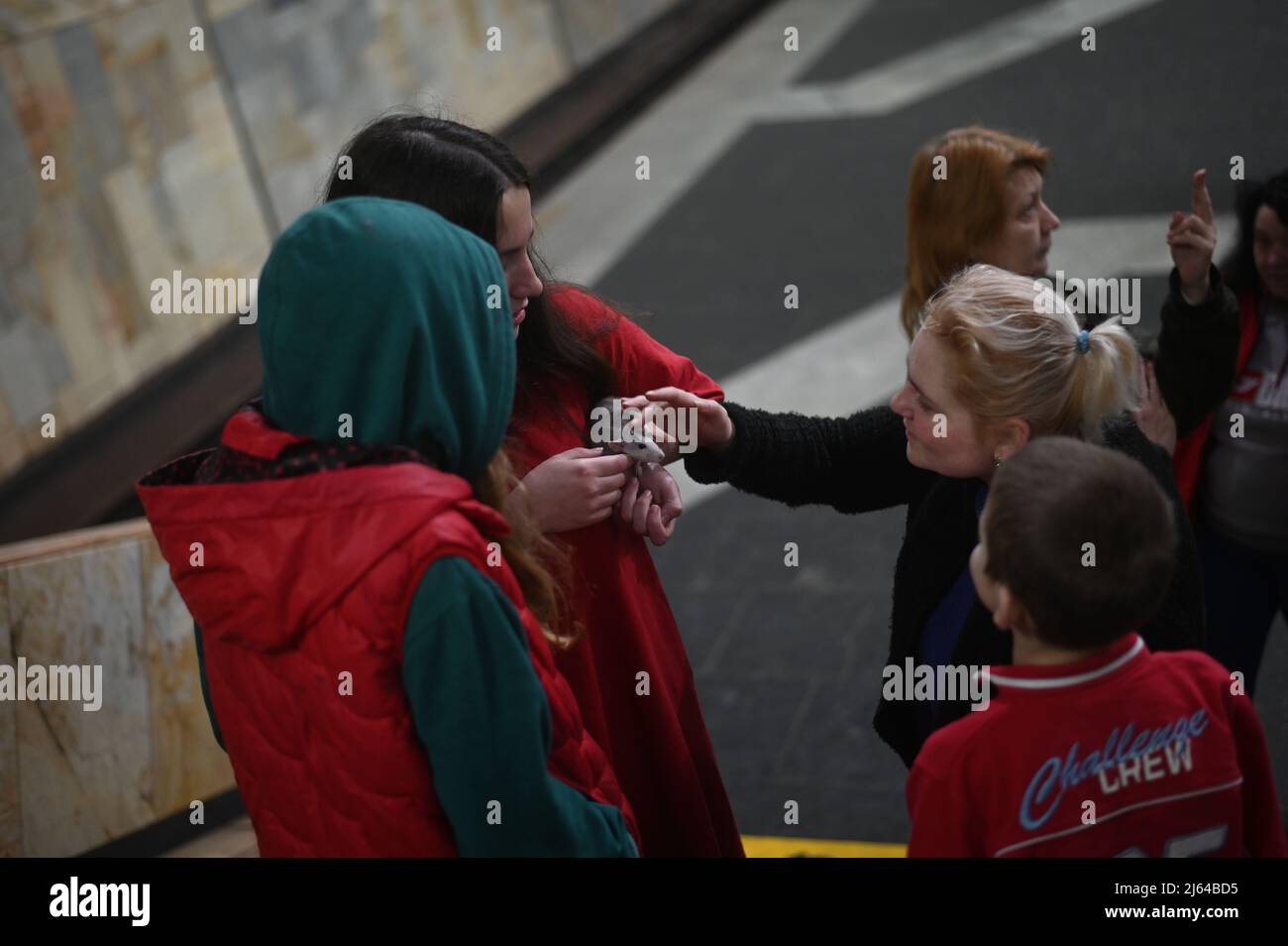 Metro rat hi-res stock photography and images - Alamy