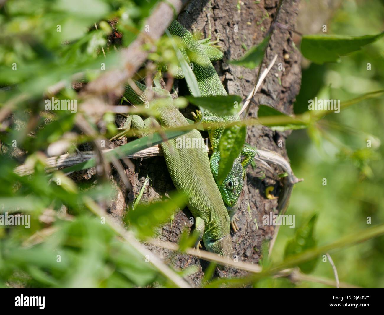 Wlld animal hi-res stock photography and images - Alamy