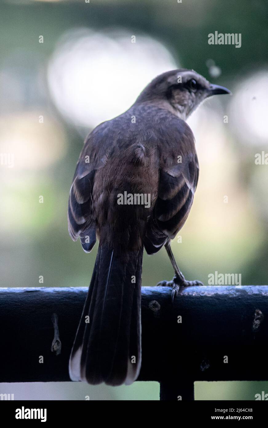 Mockingbird beak hi-res stock photography and images - Alamy