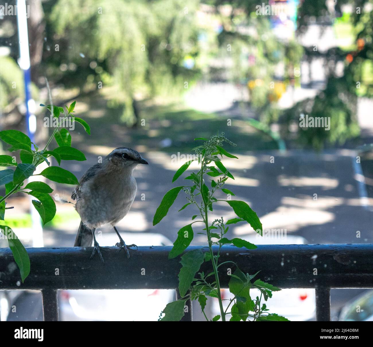 Close-up of a mockingbird at the window Stock Photo - Alamy