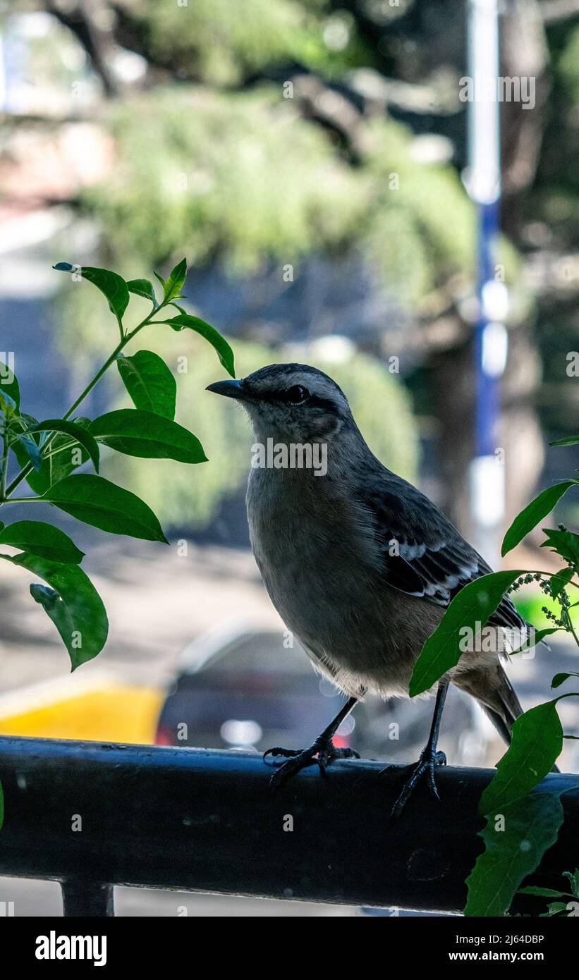 Close-up of a mockingbird at the window Stock Photo - Alamy