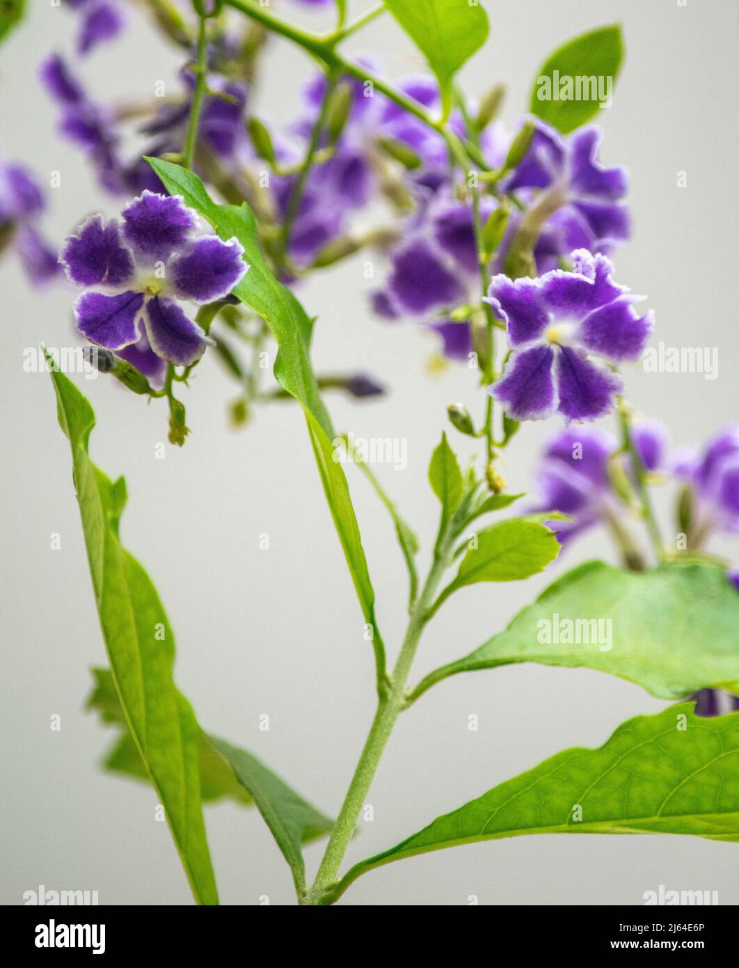 Frilly blue flowers hi-res stock photography and images - Alamy