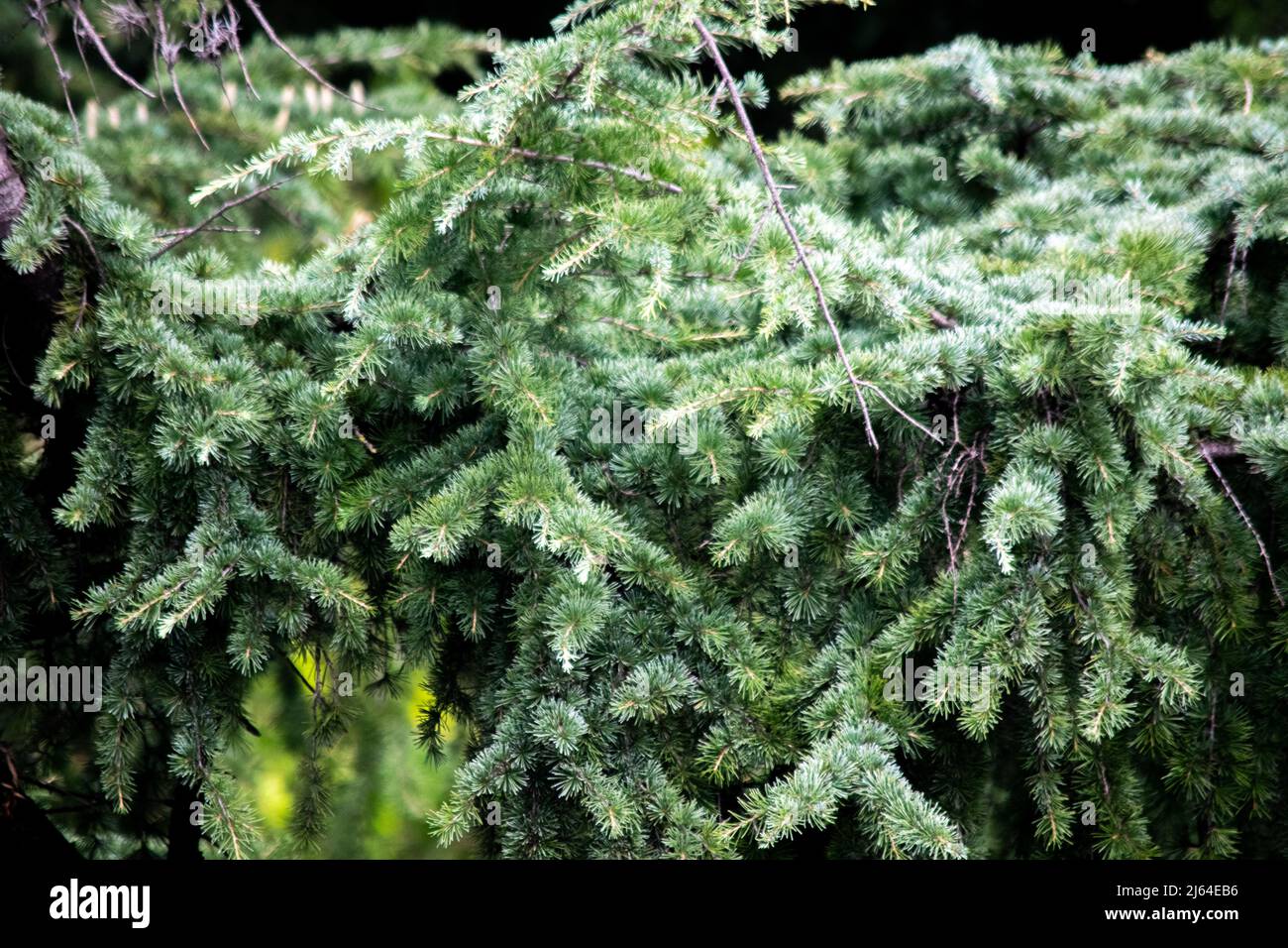 Conifers coniferous leaves hi-res stock photography and images - Alamy