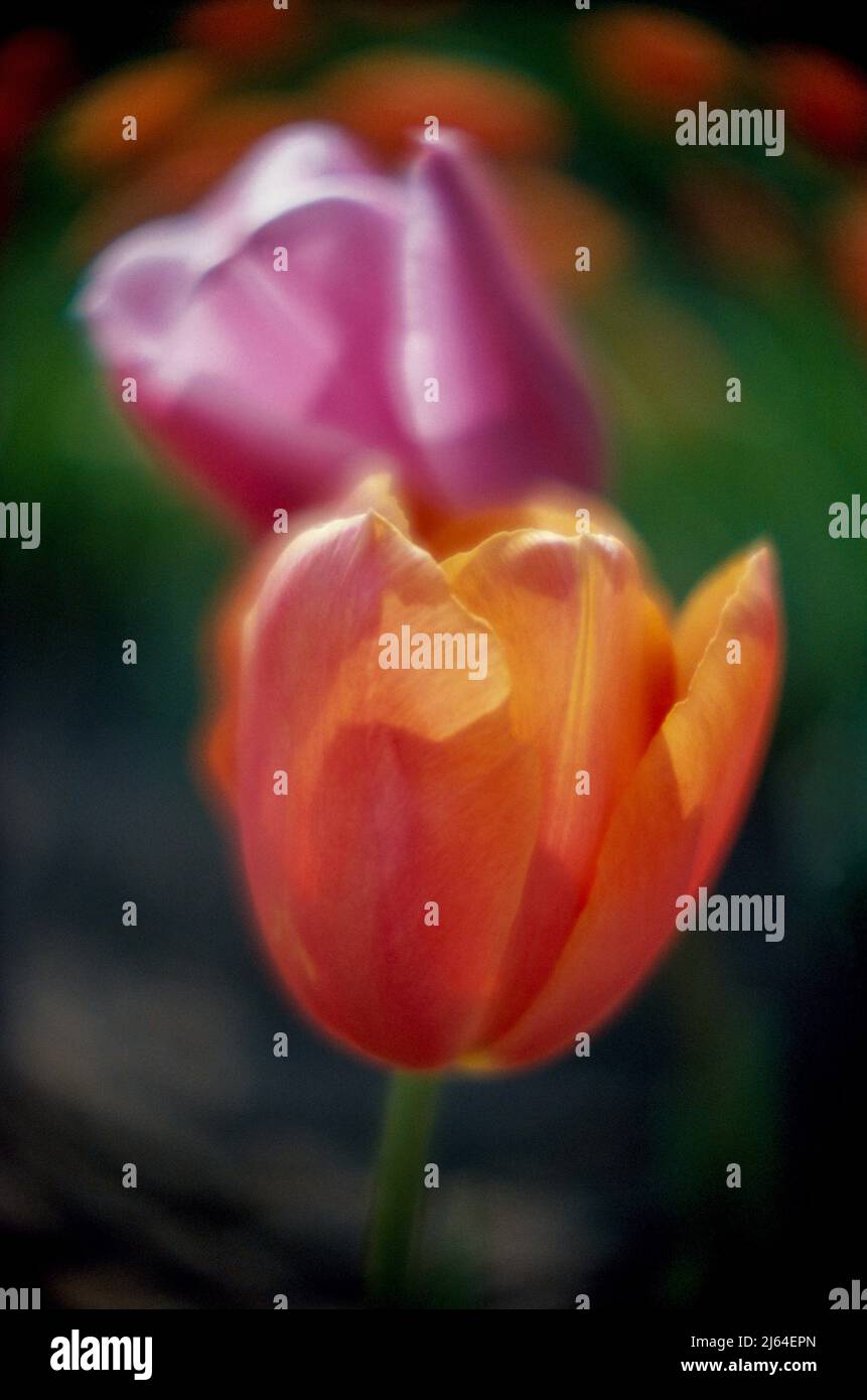 Colourful tulips backlit with beautiful colors in sunshine Stock Photo ...