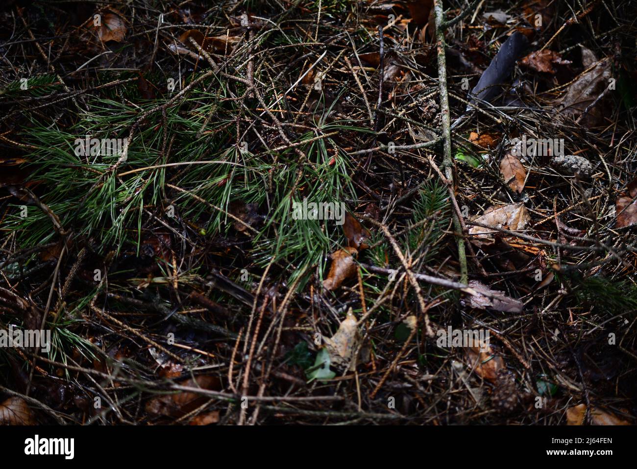Wet forest floor with pine needles as a close up Stock Photo - Alamy