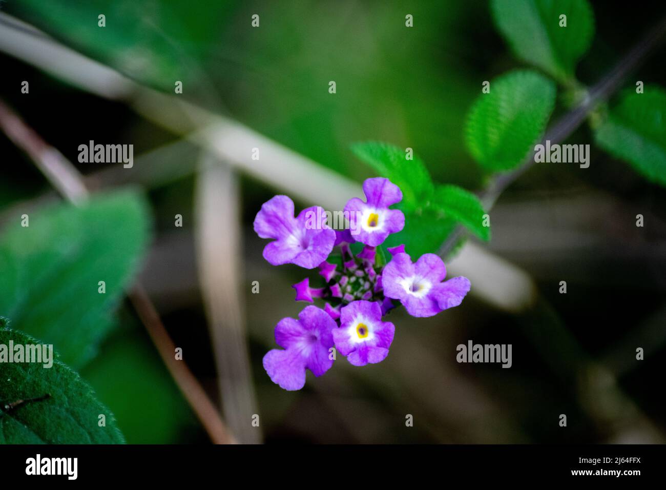 Purple lantana bush flower plant hi-res stock photography and images ...