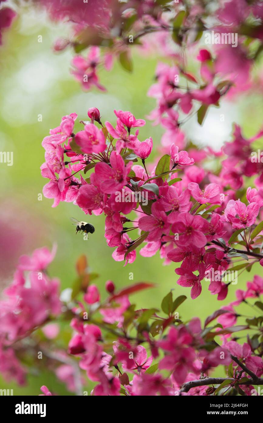 A Prairie fire crabapple in full bloom with a bumble bee Stock Photo ...