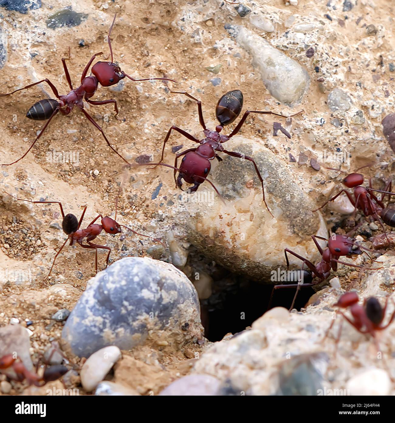 Walking Ants