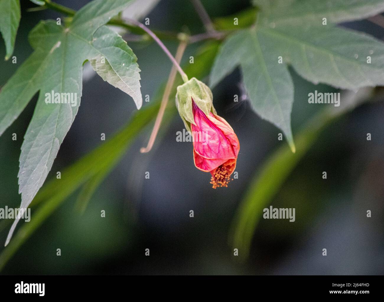 Red flower of a Chinese lantern. Abutilon Stock Photo - Alamy