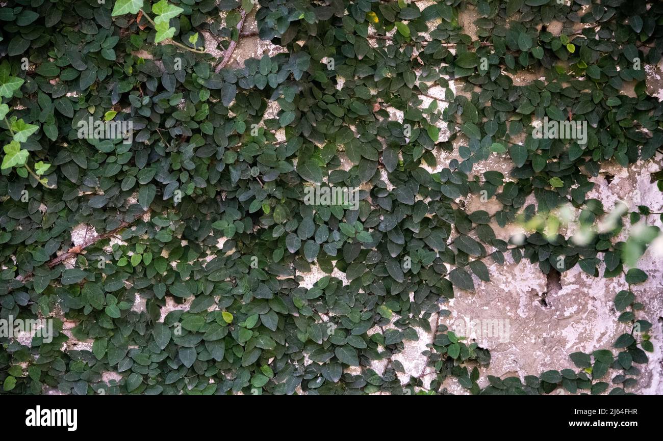 Creeper on exterior wall hi-res stock photography and images - Alamy