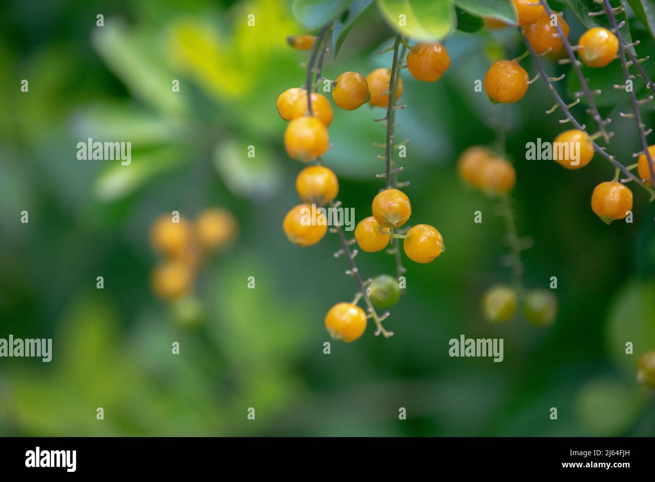 orange seeds of the plant Duranta Erecta Stock Photo - Alamy
